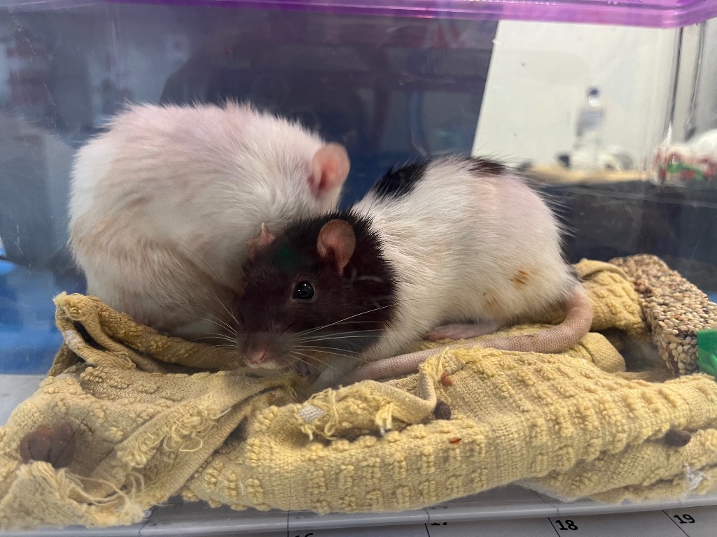 Riley Rat - Female Rat Rat in QLD - PetRescue