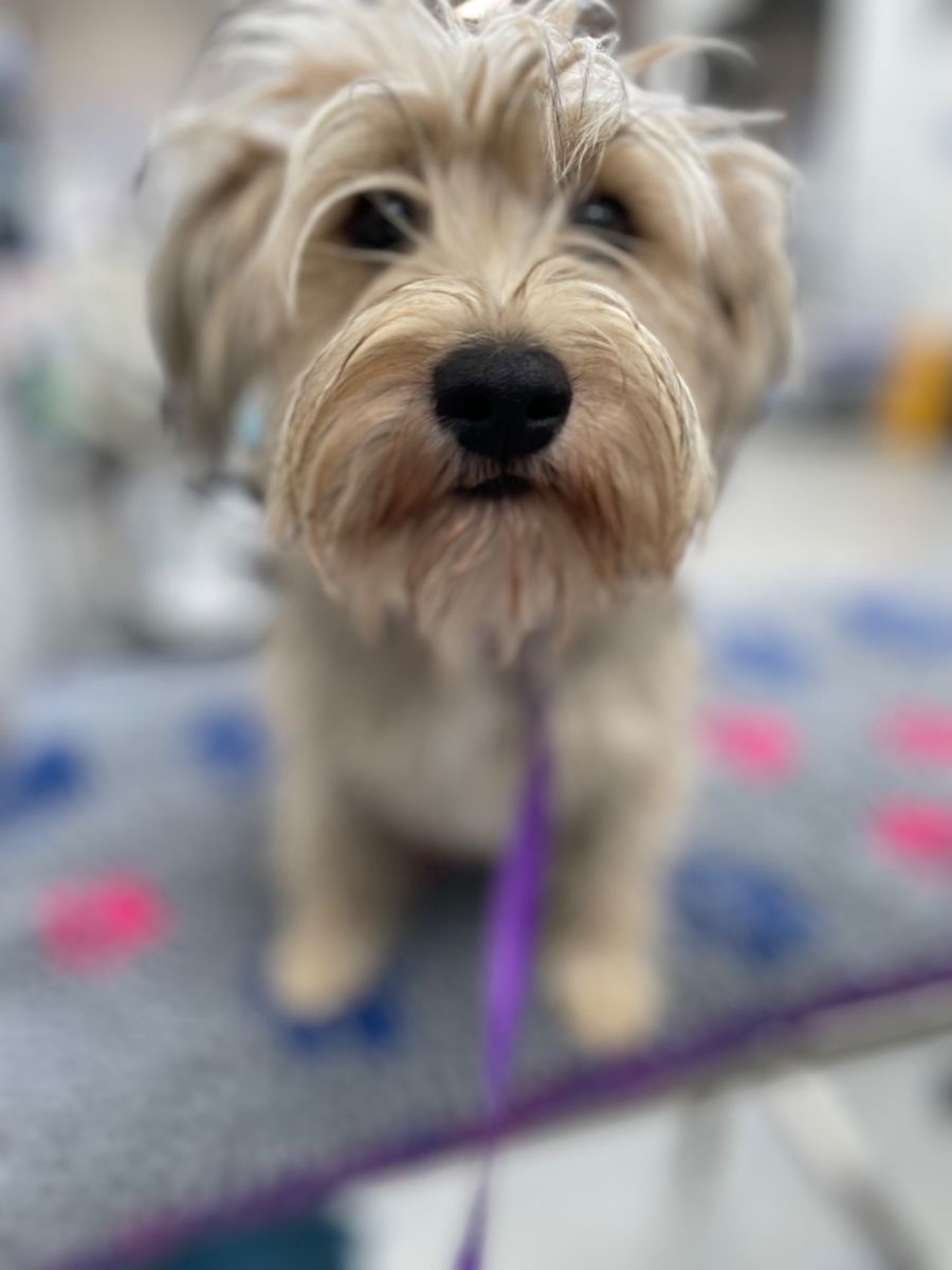 Scruffy - Small Male Schnauzer, Miniature Mix Dog in NSW - PetRescue