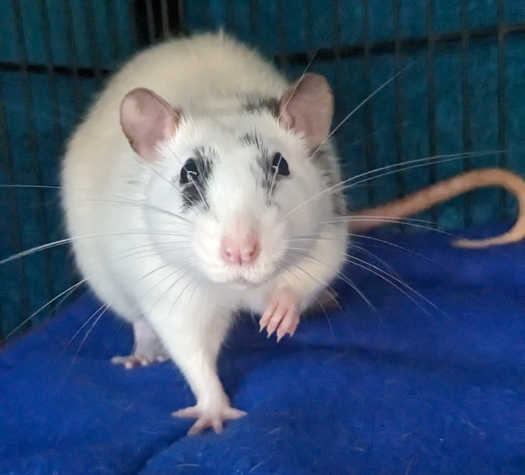 Sir Theodore - Male Rat Mix Rat in QLD - PetRescue