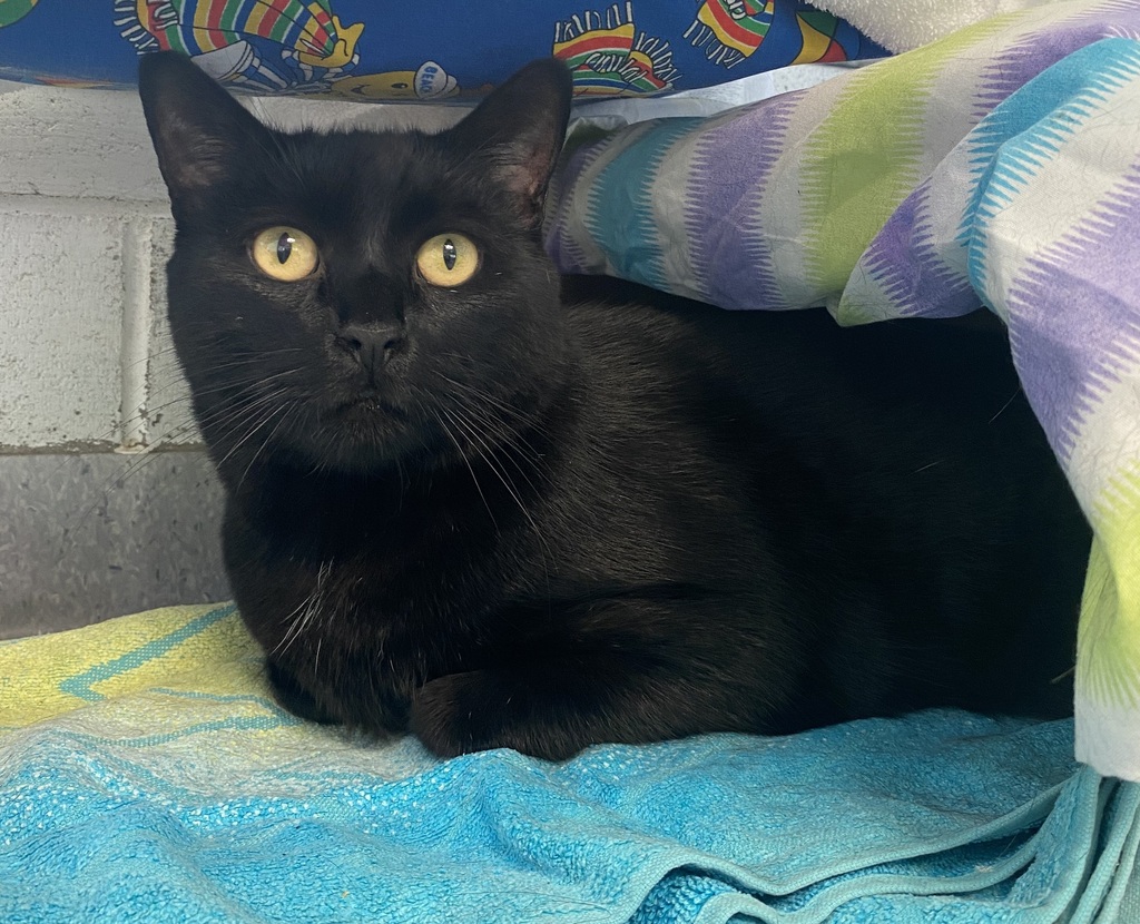 Loki - Male Domestic Short Hair x Manx Mix Cat in QLD - PetRescue