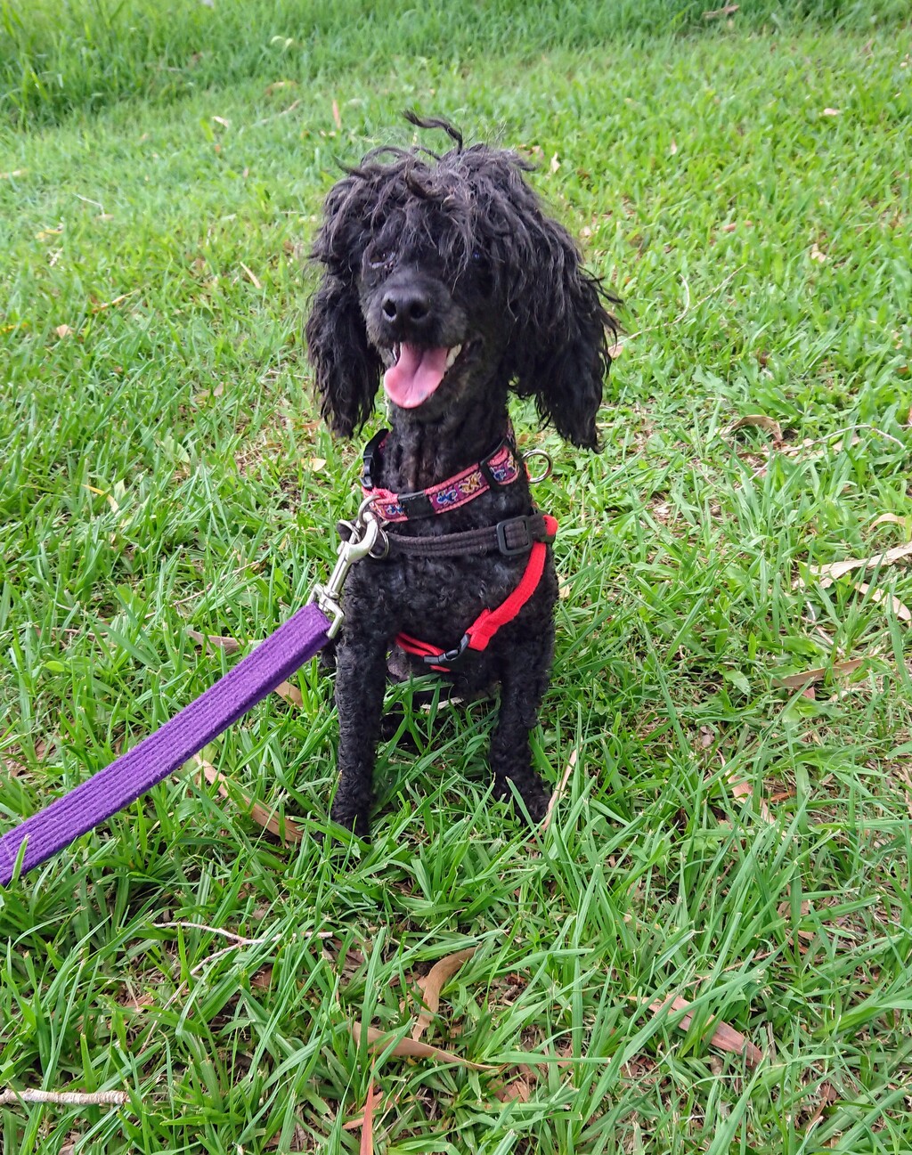 Olive - Small Female Poodle Miniature Mix Dog in QLD - PetRescue