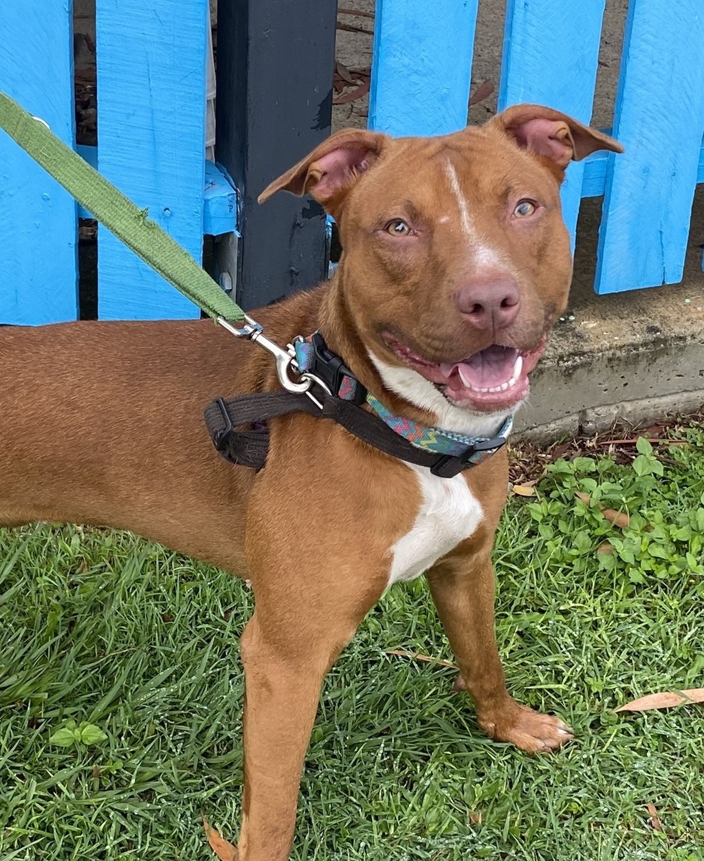 Tiny Teddy - Medium Female American Staffordshire Bull Terrier Mix Dog ...