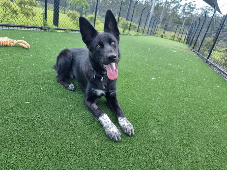 Jasper imp 1912 - Large Male Border Collie x Dutch Shepherd Mix Dog in NSW - PetRescue