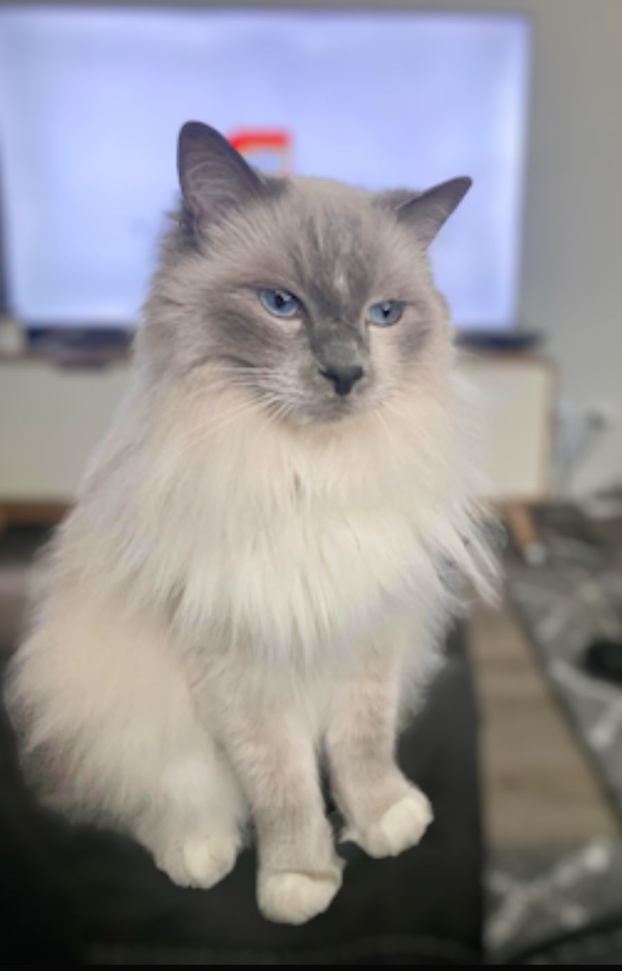 Ralphie 🩵 - Male Ragdoll Cat in NSW - PetRescue