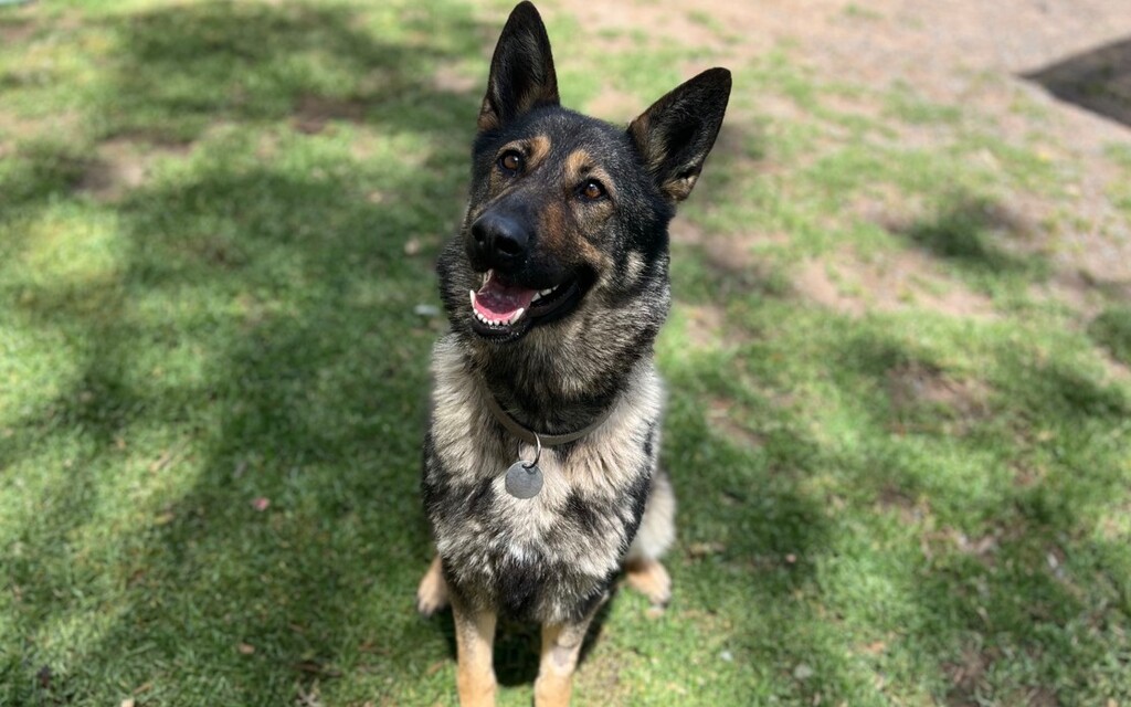 Malibu - Large Female German Shepherd Mix Dog in VIC - PetRescue