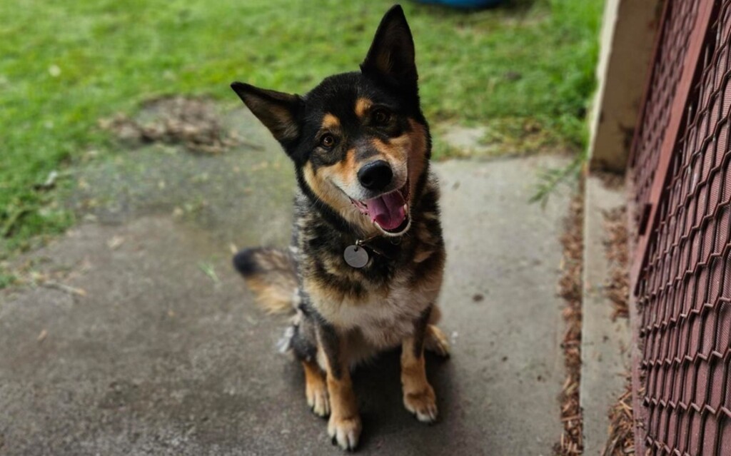 Frankie - Large Female Alaskan Malamute x Kelpie Mix Dog in VIC - PetRescue
