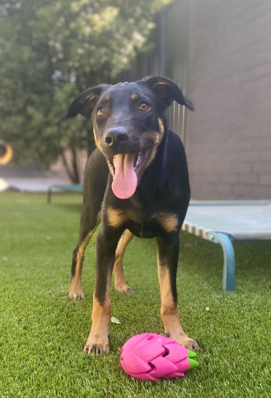 All 4 Paws Dog Rescue Inc - PetRescue