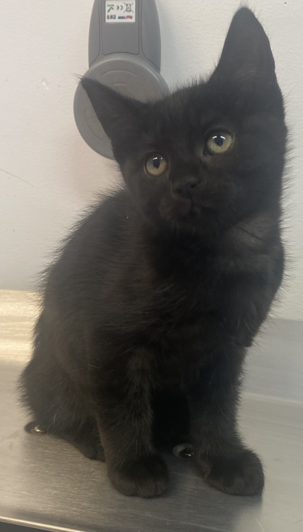 Black Cavier - Male Domestic Medium Hair Mix Cat in VIC - PetRescue