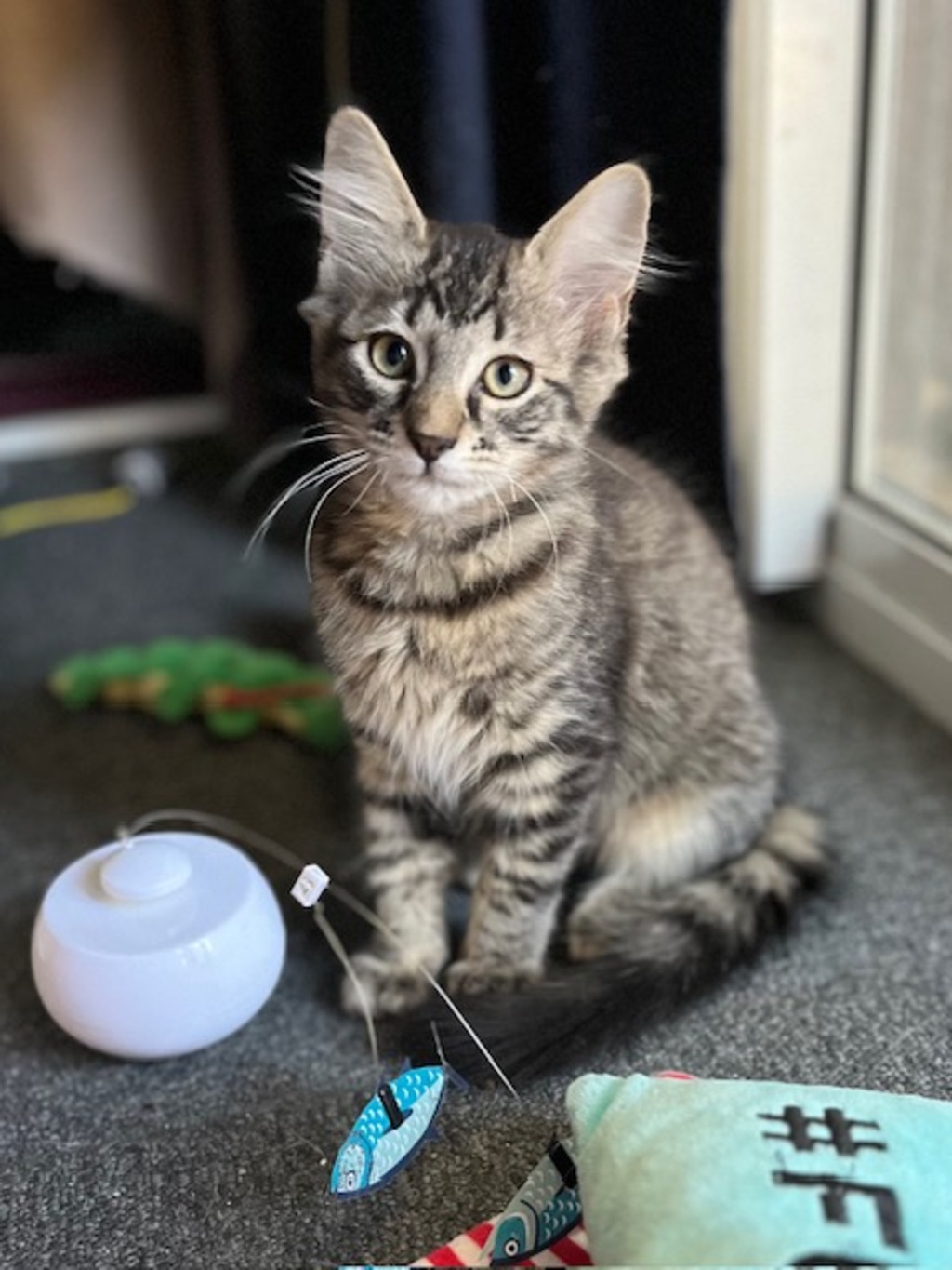 Jamie - Female Domestic Medium Hair Mix Cat in NSW - PetRescue