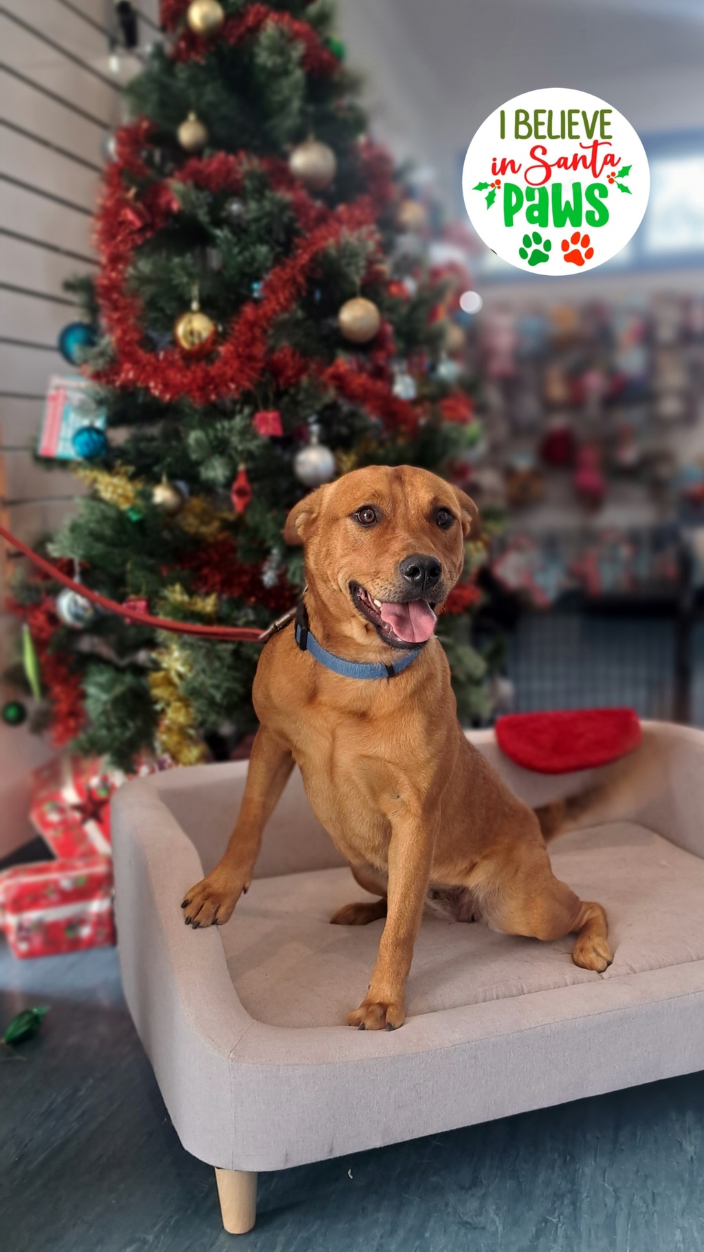 Roxy - Medium Female American Staffordshire Terrier x Rhodesian ...
