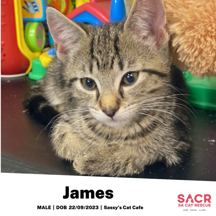 James - Male Domestic Short Hair Cat in SA - PetRescue