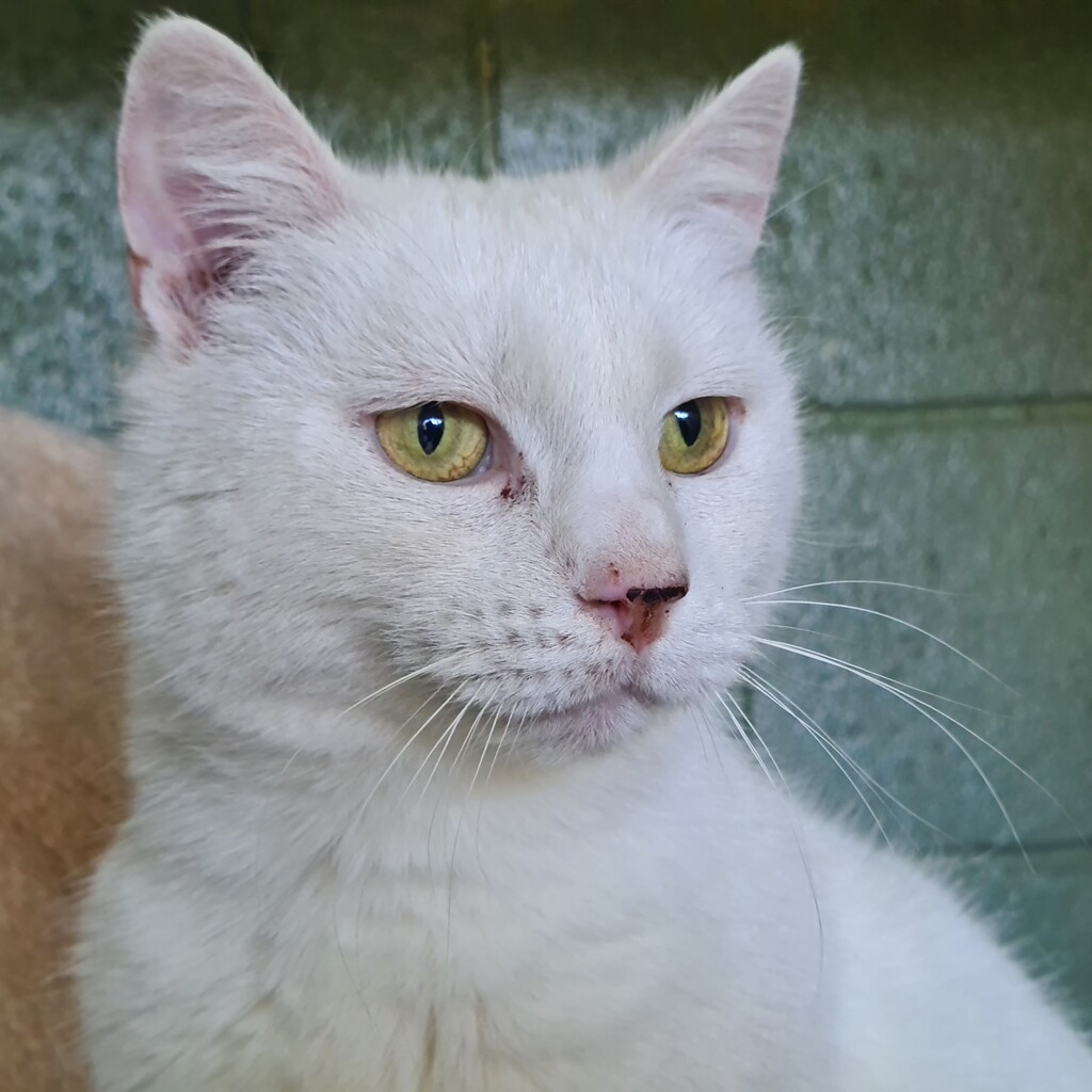 RSPCA Peninsula Victoria - PetRescue