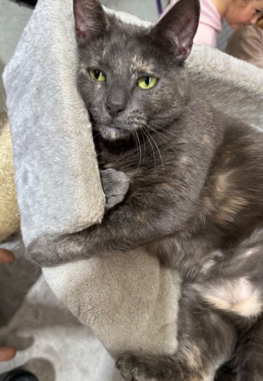 Alanis - Female Russian Blue x Domestic Short Hair Mix Cat in VIC ...