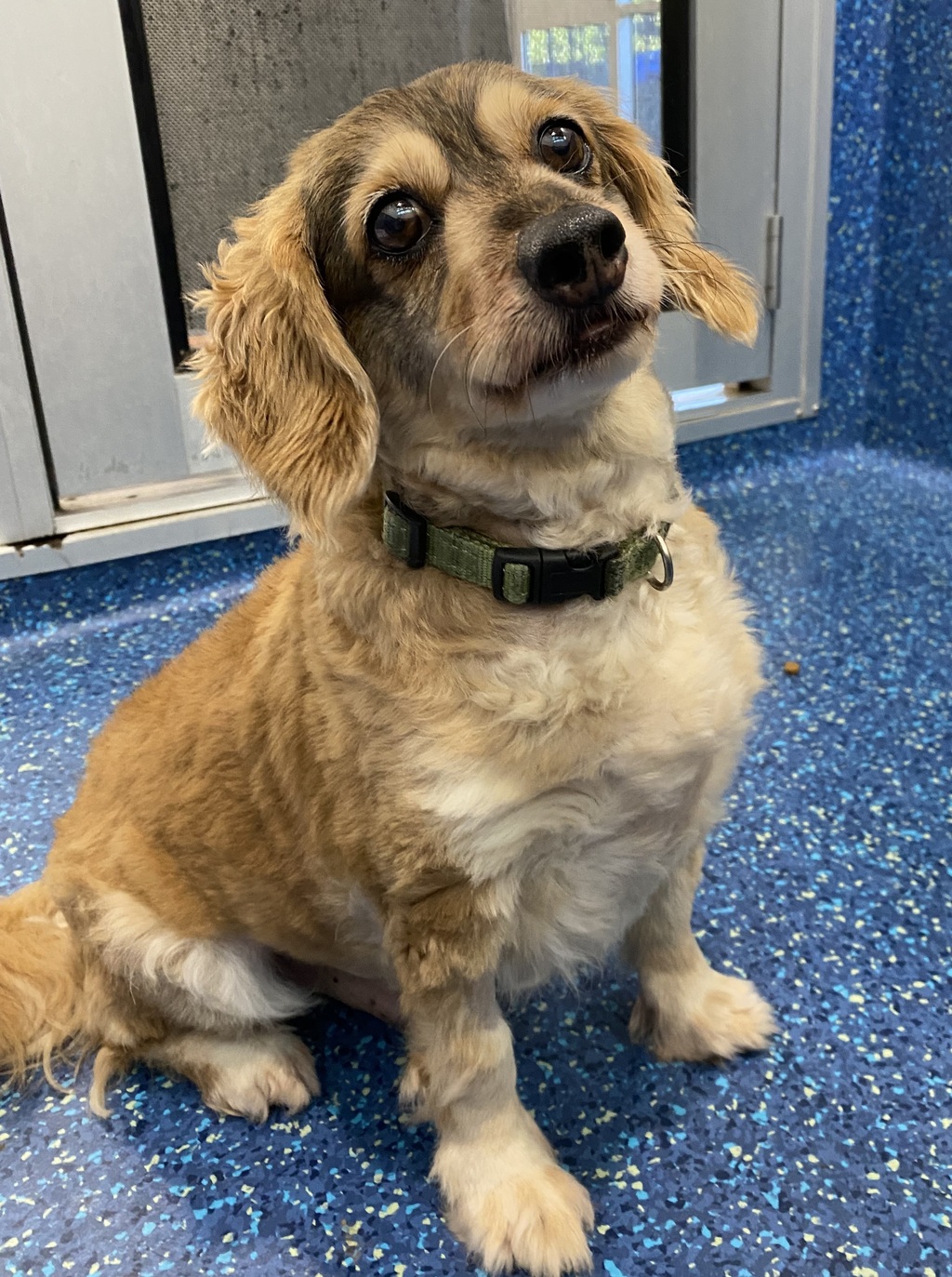 Arthur - Small Male Cavalier King Charles Spaniel x Dachshund Mix Dog ...