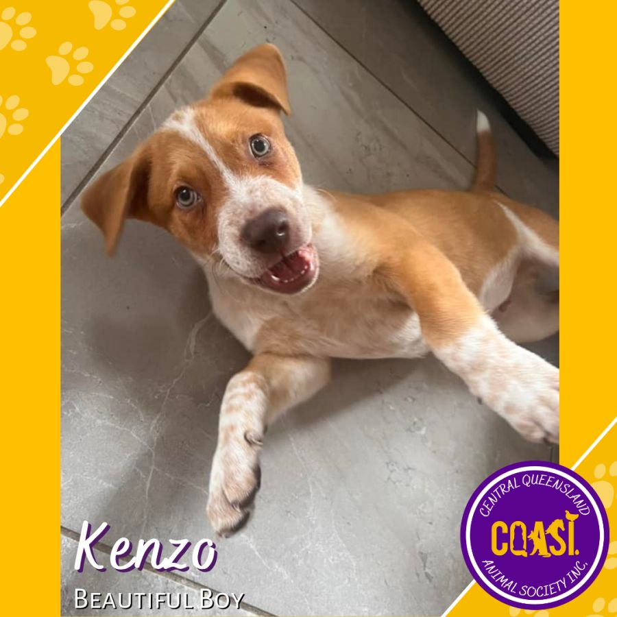 Kenzo - Medium Male Australian Cattle Dog Dog in QLD - PetRescue