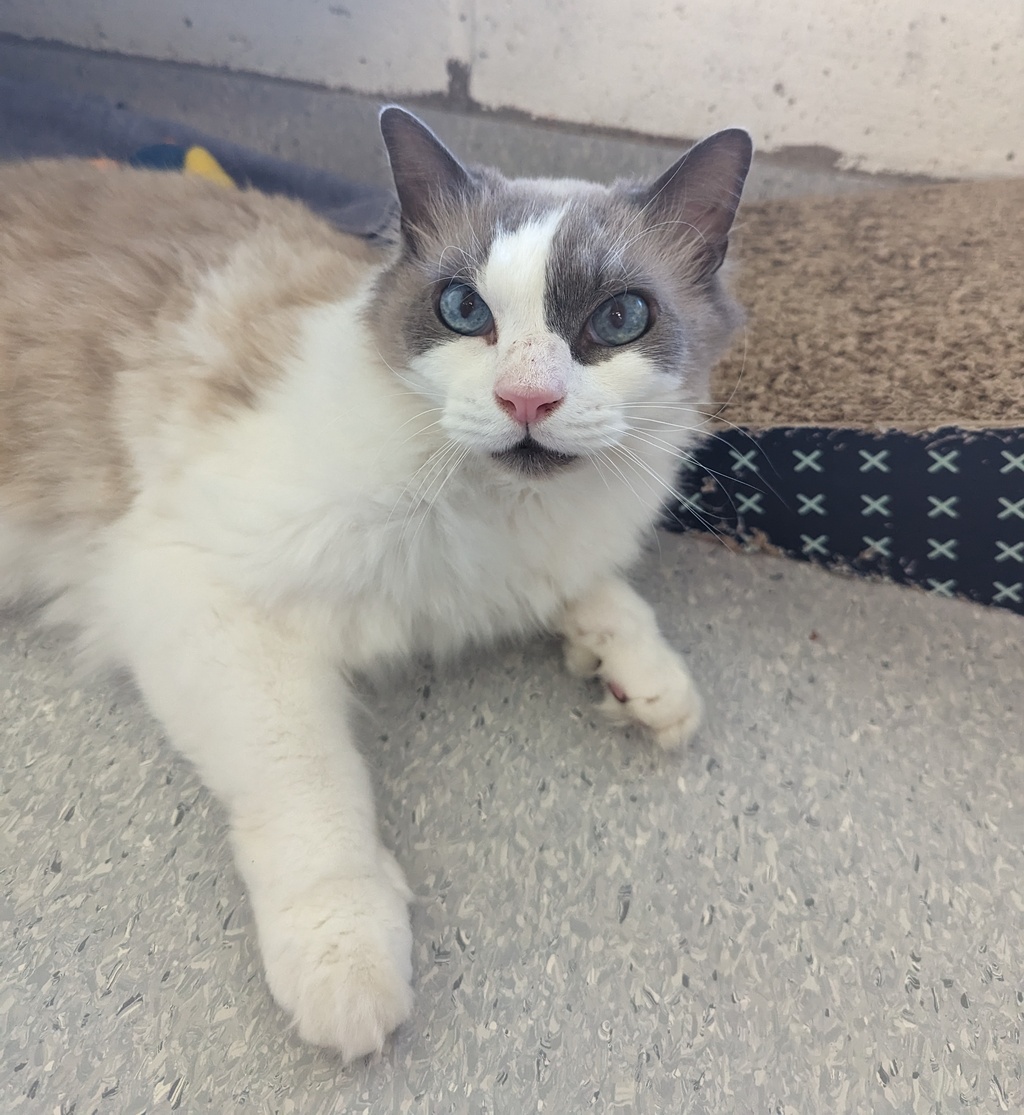 Monty - Male Manx x Ragdoll Mix Cat in QLD - PetRescue