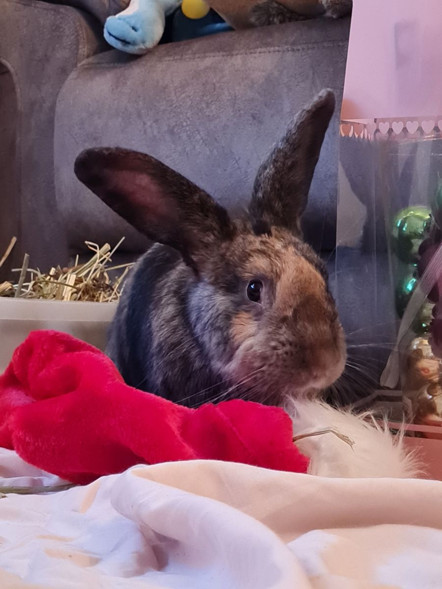Kira - Female Flemish Giant Mix Rabbit in VIC - PetRescue