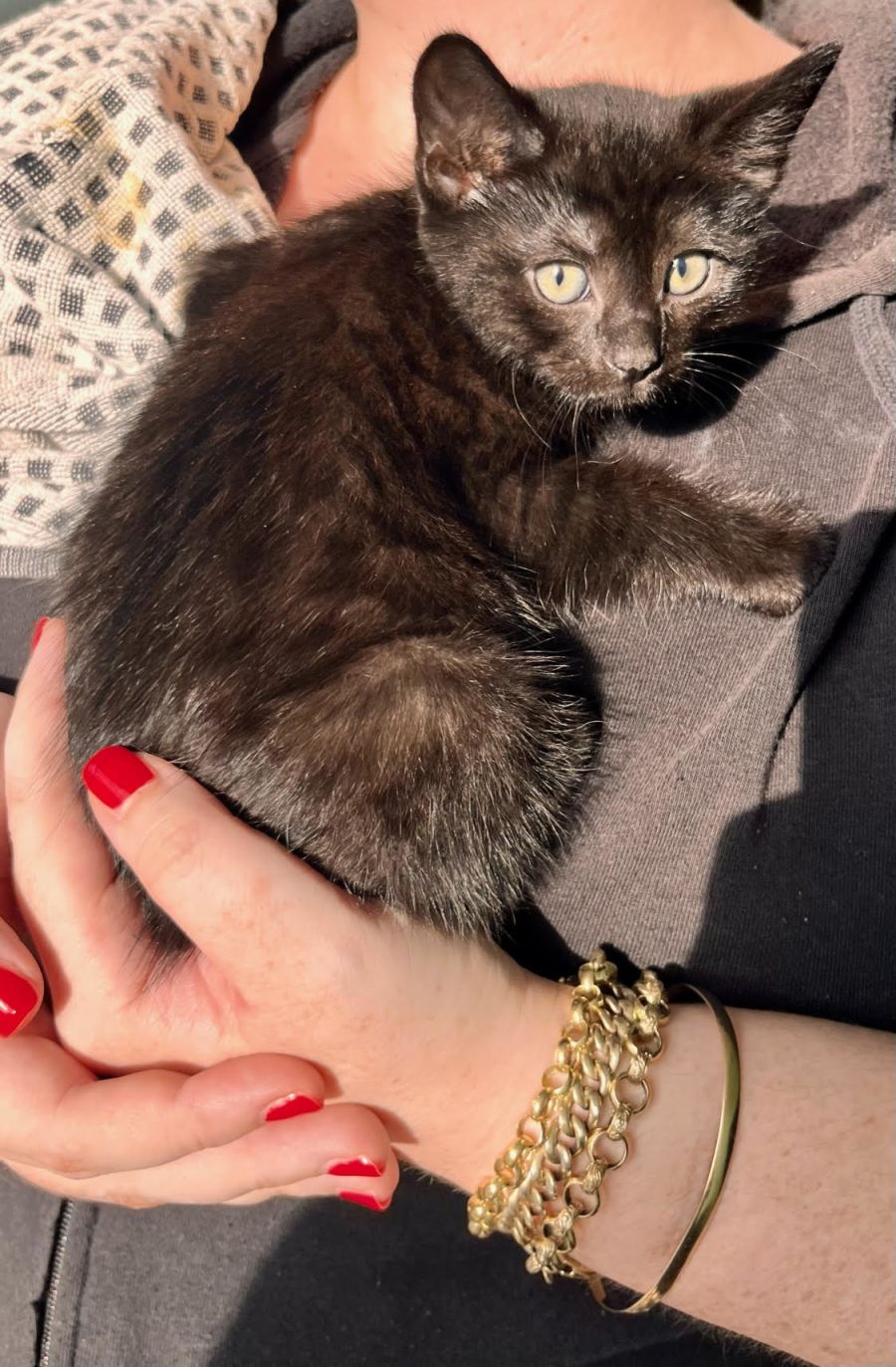 Jasmin - Female Domestic Short Hair Cat in QLD - PetRescue