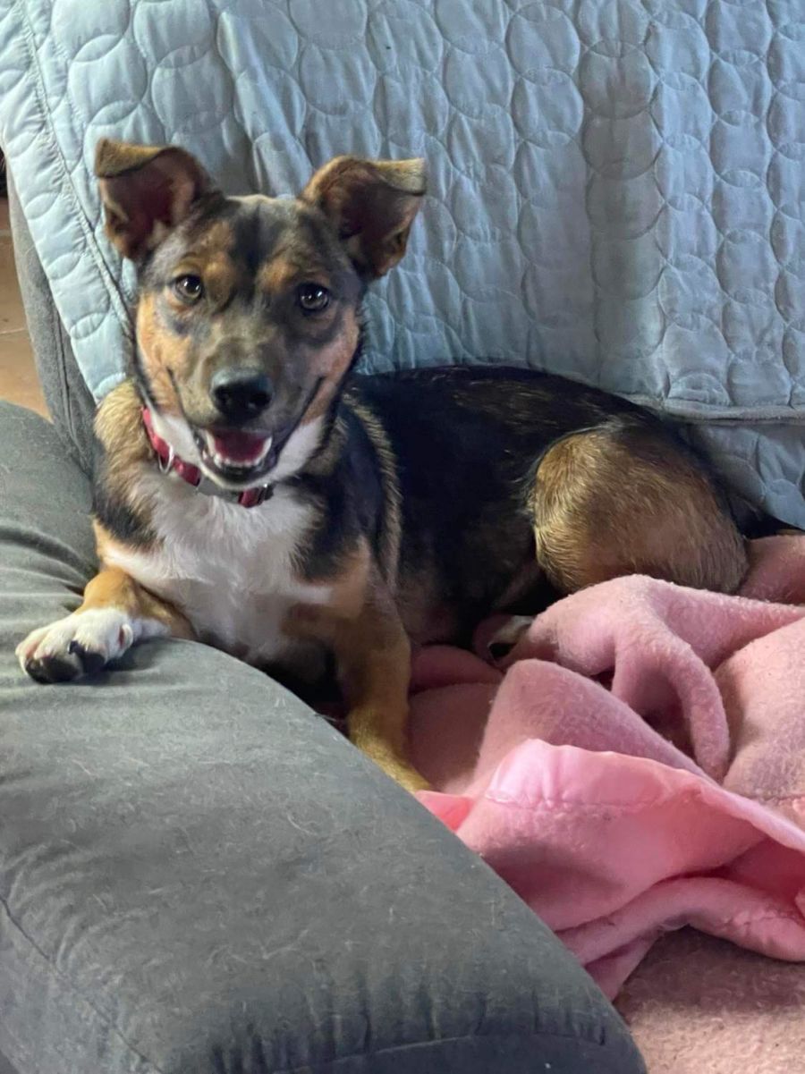 Lulu - Small Female Chihuahua x Australian Cattle Dog Dog in QLD ...