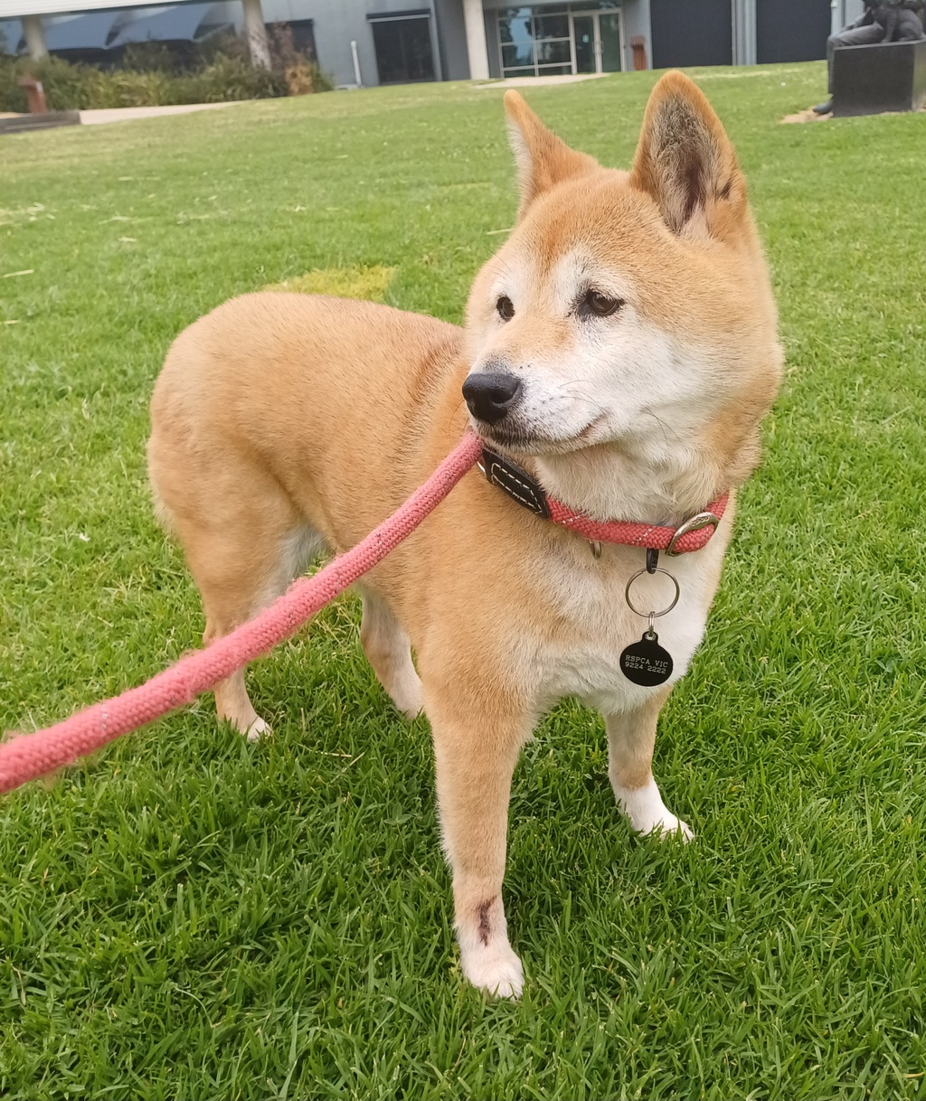 Sheba - Small Female Shiba Inu Dog in VIC - PetRescue