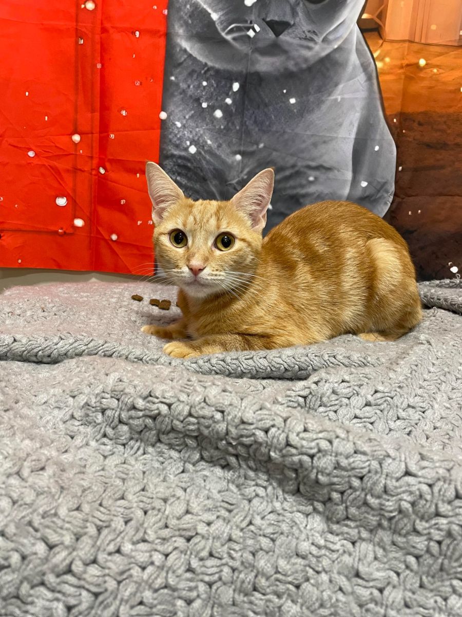 Boots - Female Manx Cat in NSW - PetRescue