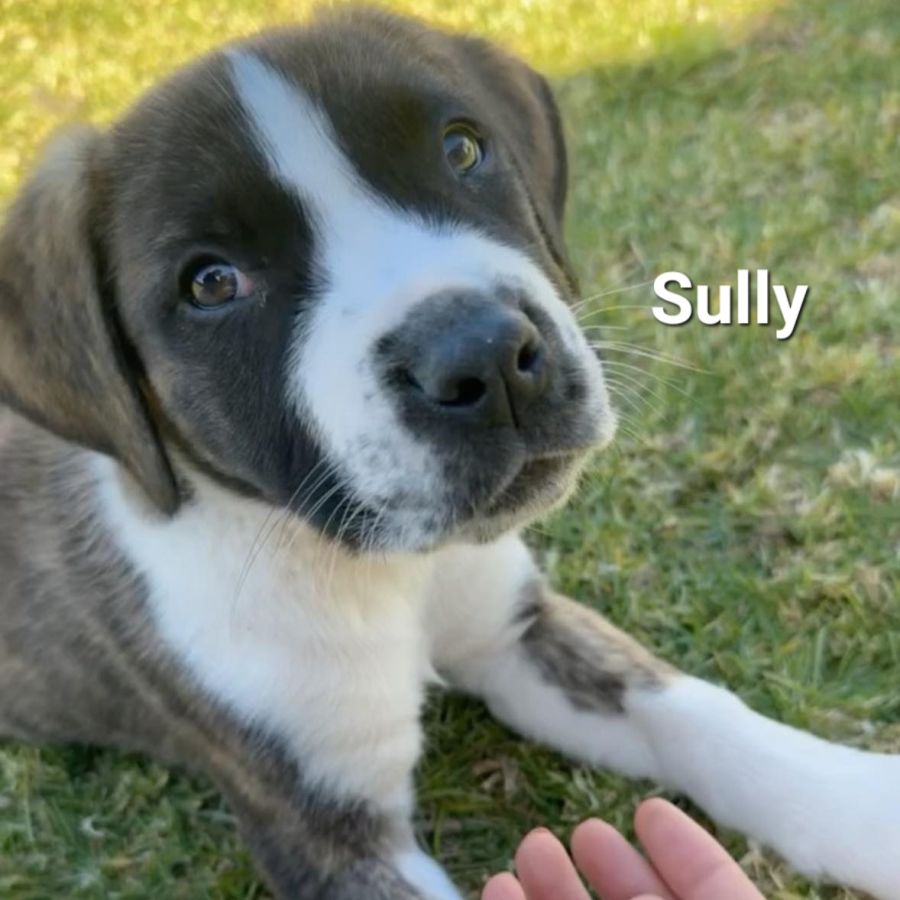 Sully - Medium Male Staffy x Mastiff Dog in VIC - PetRescue