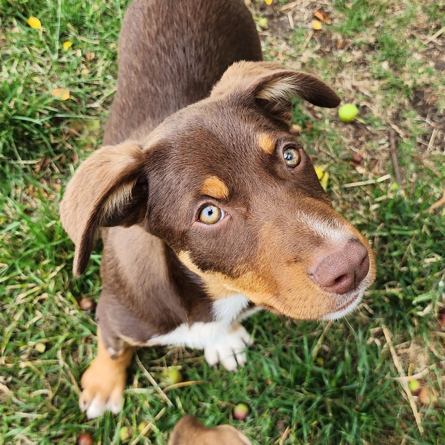 Chandler - Medium Male Kelpie Mix Dog in VIC - PetRescue