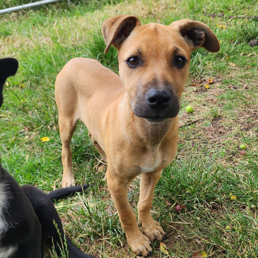 Lotti - Large Female Mixed Breed Dog in VIC - PetRescue