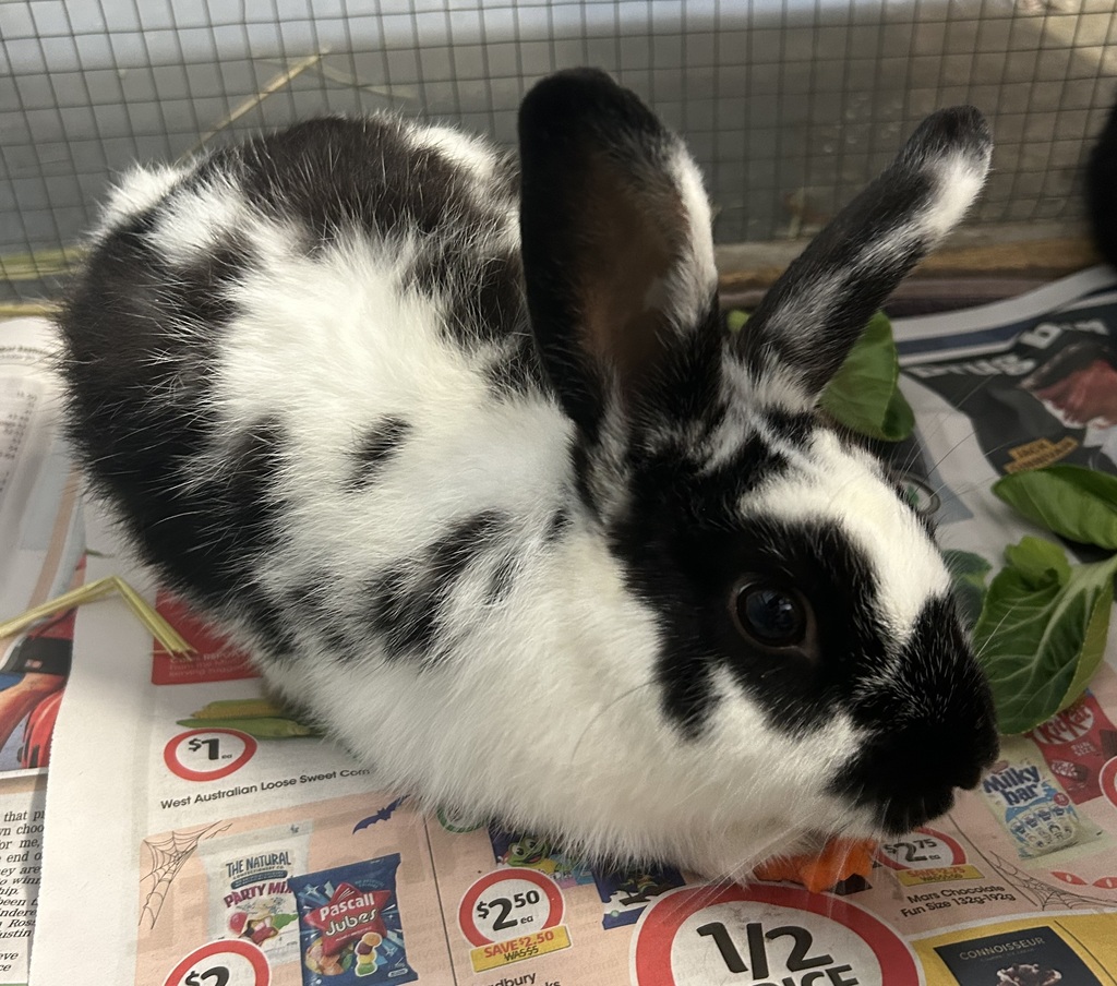 Taco - Male Bunny Rabbit Mix Rabbit in WA - PetRescue