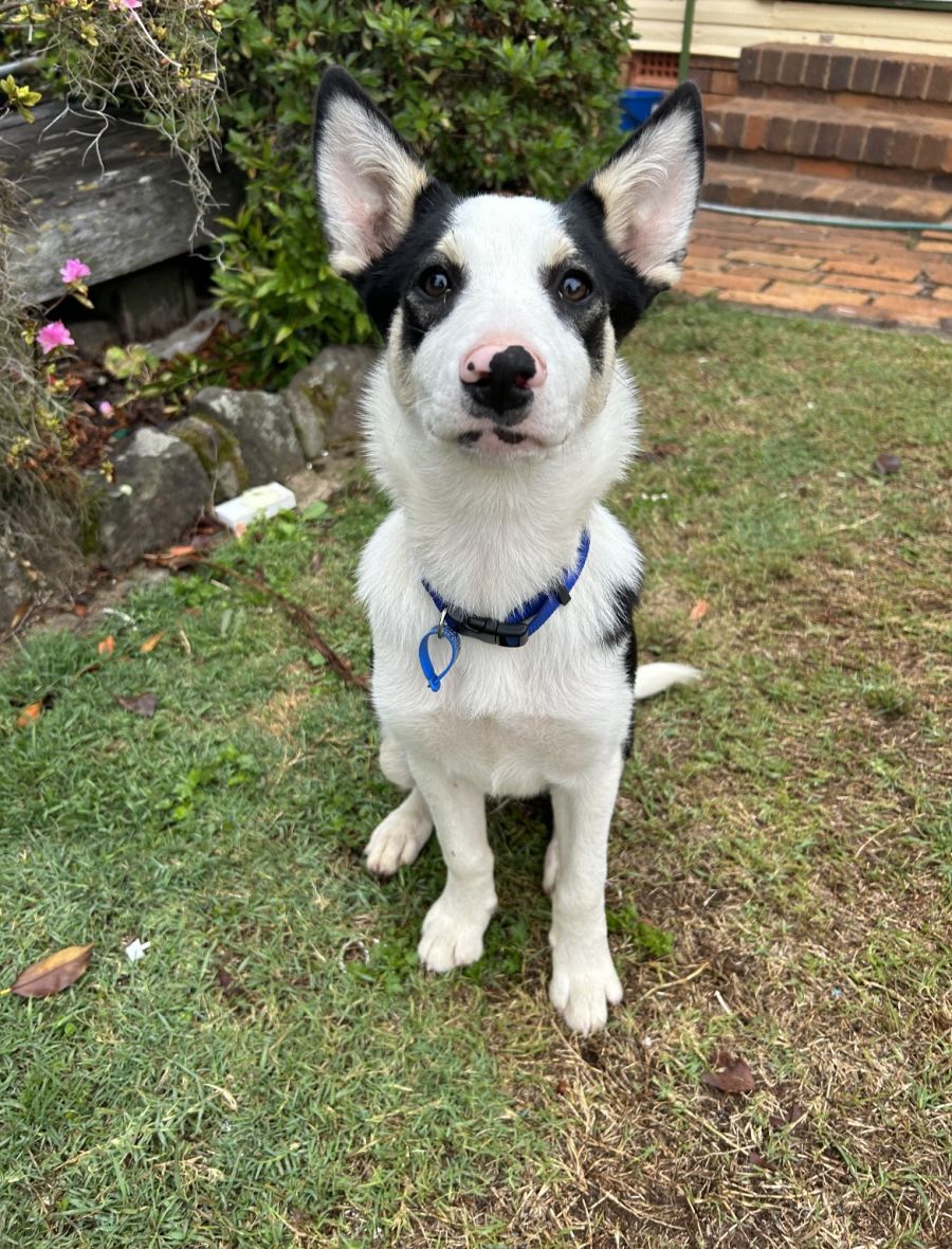 Atlas - Medium Male Border Collie x Kelpie Mix Dog in QLD - PetRescue