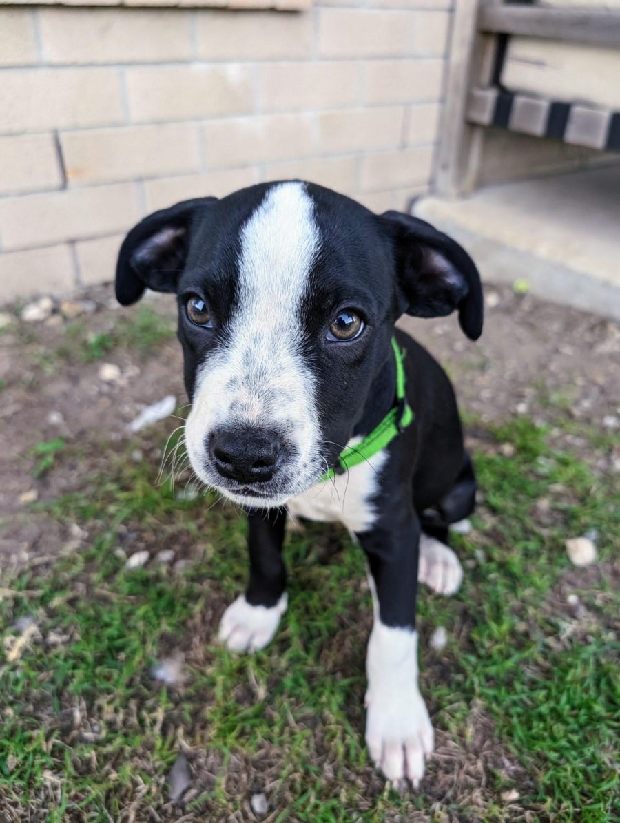 Bert - Medium Male Staffy Mix Dog in QLD - PetRescue