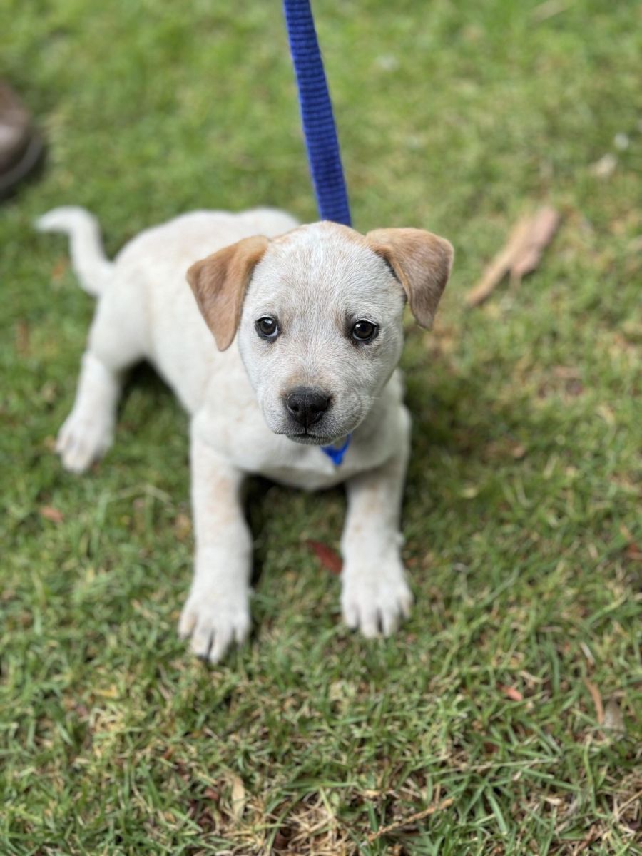 Gabby - Medium Female Australian Cattle Dog x American Bulldog Mix Dog ...