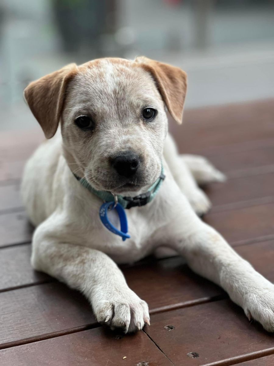 Rex - Medium Male Australian Cattle Dog x American Bulldog Mix Dog in ...