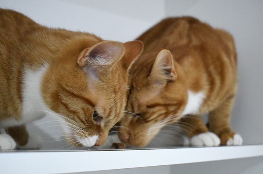 Pedro & Pascal - Male Domestic Short Hair Cat in NSW - PetRescue