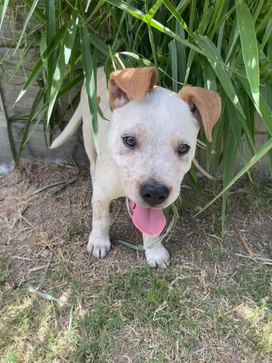 Sergeant - Medium Male Australian Cattle Dog x American Bulldog Mix Dog ...