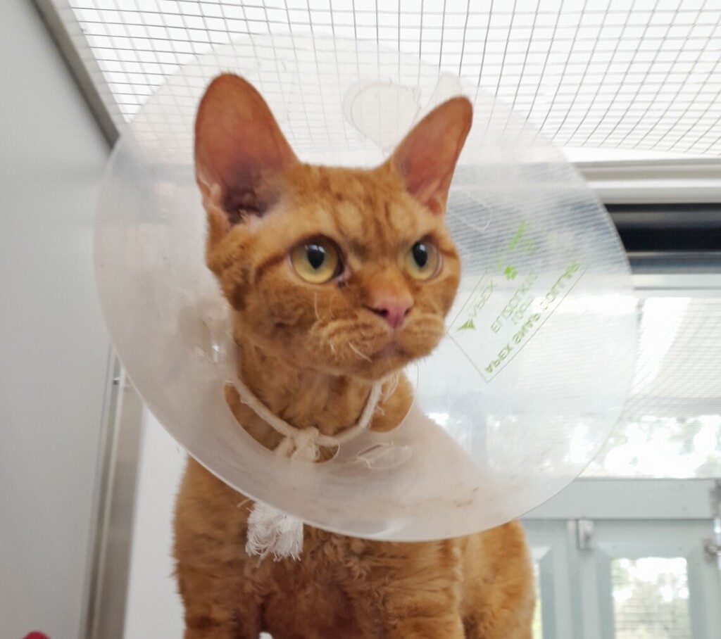 Miao - Male Devon Rex Cat in VIC - PetRescue