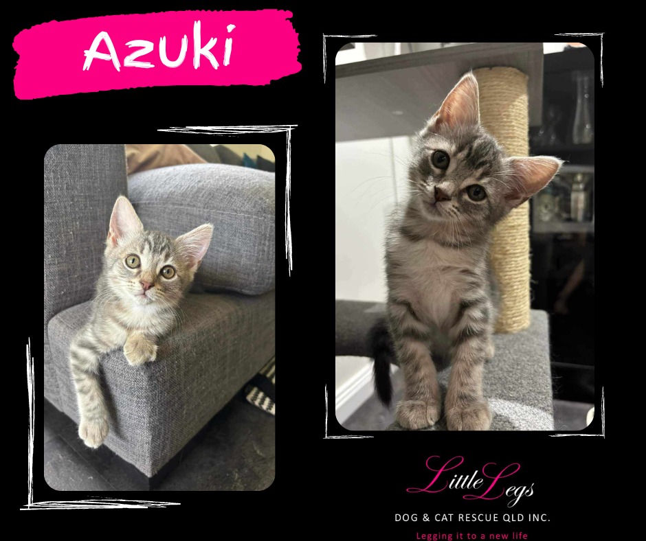 Azuki - Female Domestic Short Hair Cat in QLD - PetRescue