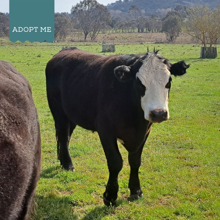 Neville - Male Cow in NSW - PetRescue