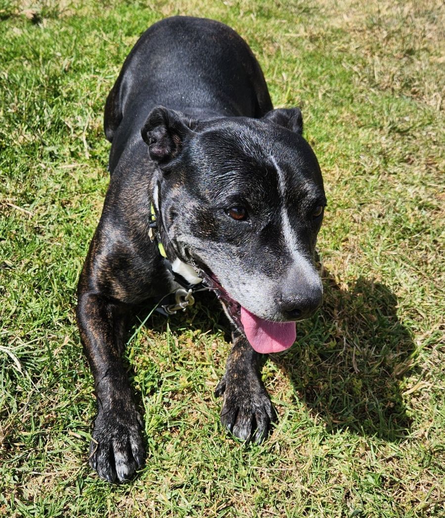 Bumble 61611 - Medium Female Staffy Mix Dog in VIC - PetRescue