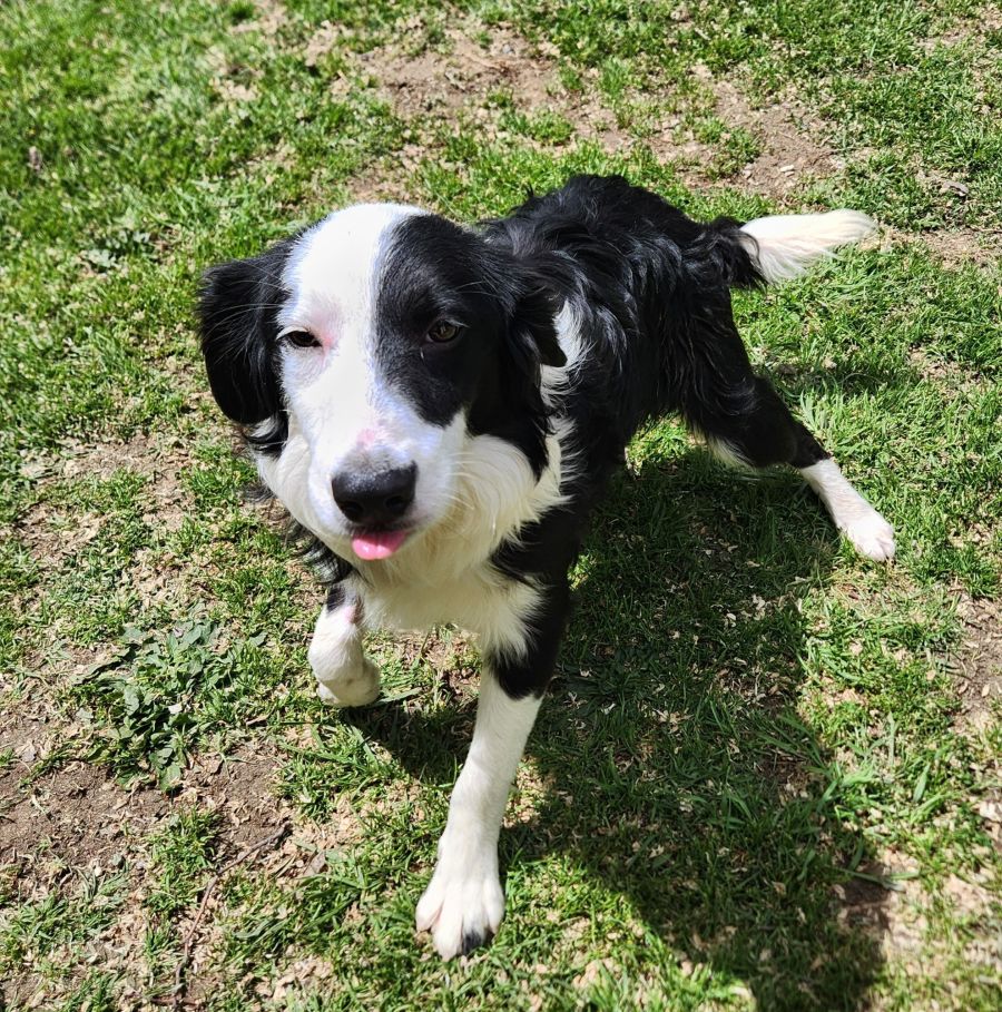 Cooper (61439) - Medium Male Border Collie Dog in VIC - PetRescue