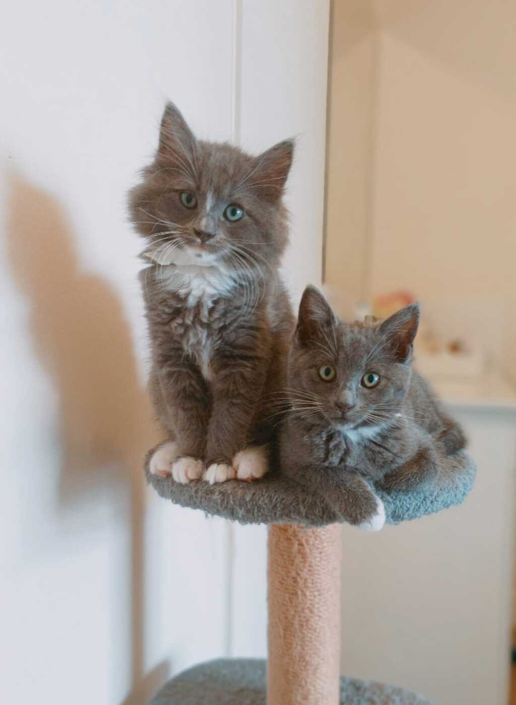 Astrid (and Hiccup) - Female British Shorthair x Ragdoll Mix Cat in VIC ...