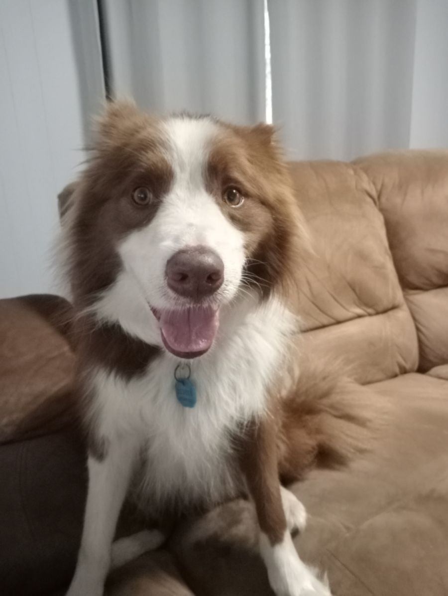 Winston - Medium Male Border Collie Mix Dog in QLD - PetRescue