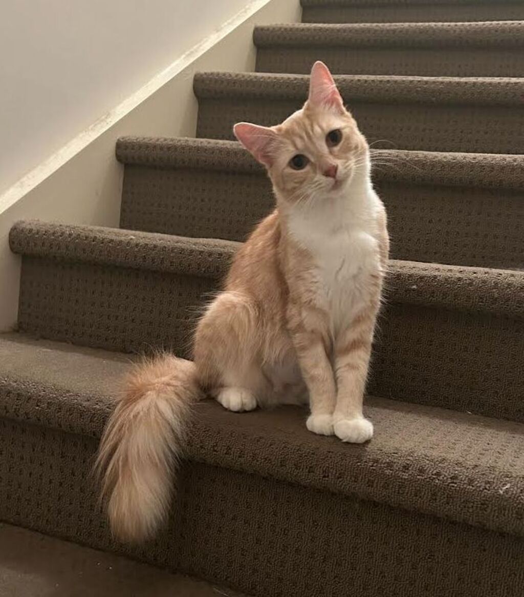 Parmesan - Female Dsh Mix Cat in VIC - PetRescue