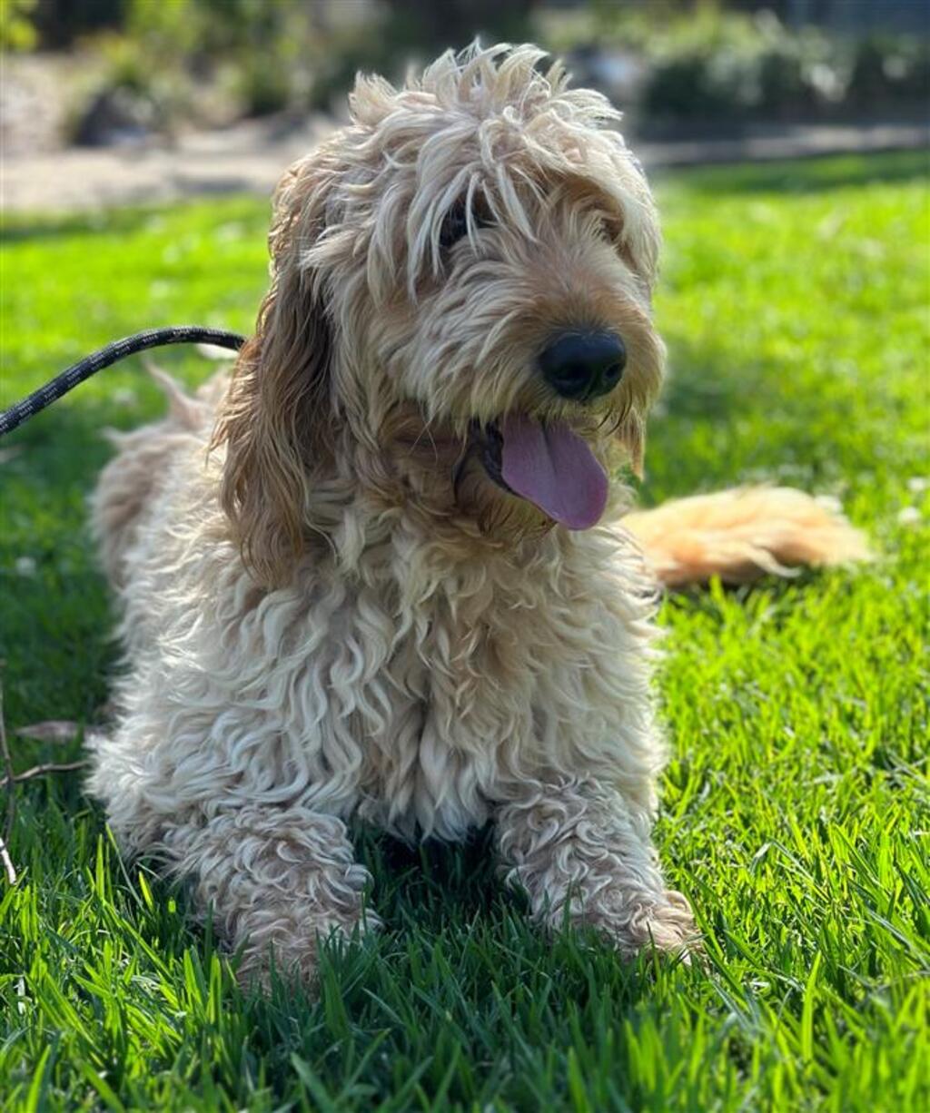 Holly - Small Female Groodle Dog in VIC - PetRescue