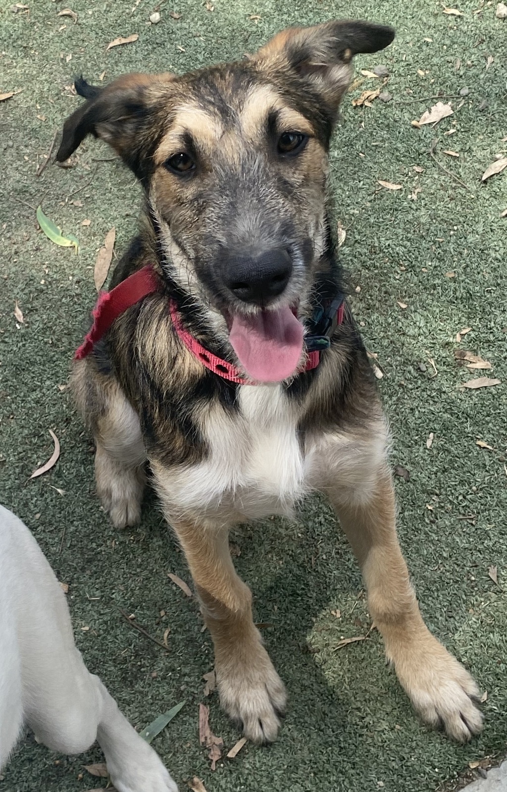 Prince Charming - Large Male Irish Wolfhound x Siberian Husky Mix Dog ...