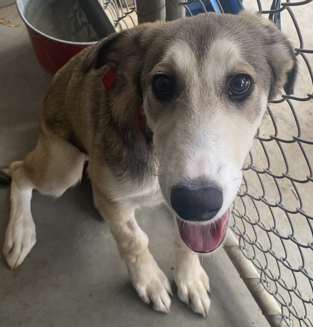 Pocahontas - Large Female Irish Wolfhound x Siberian Husky Mix Dog in ...