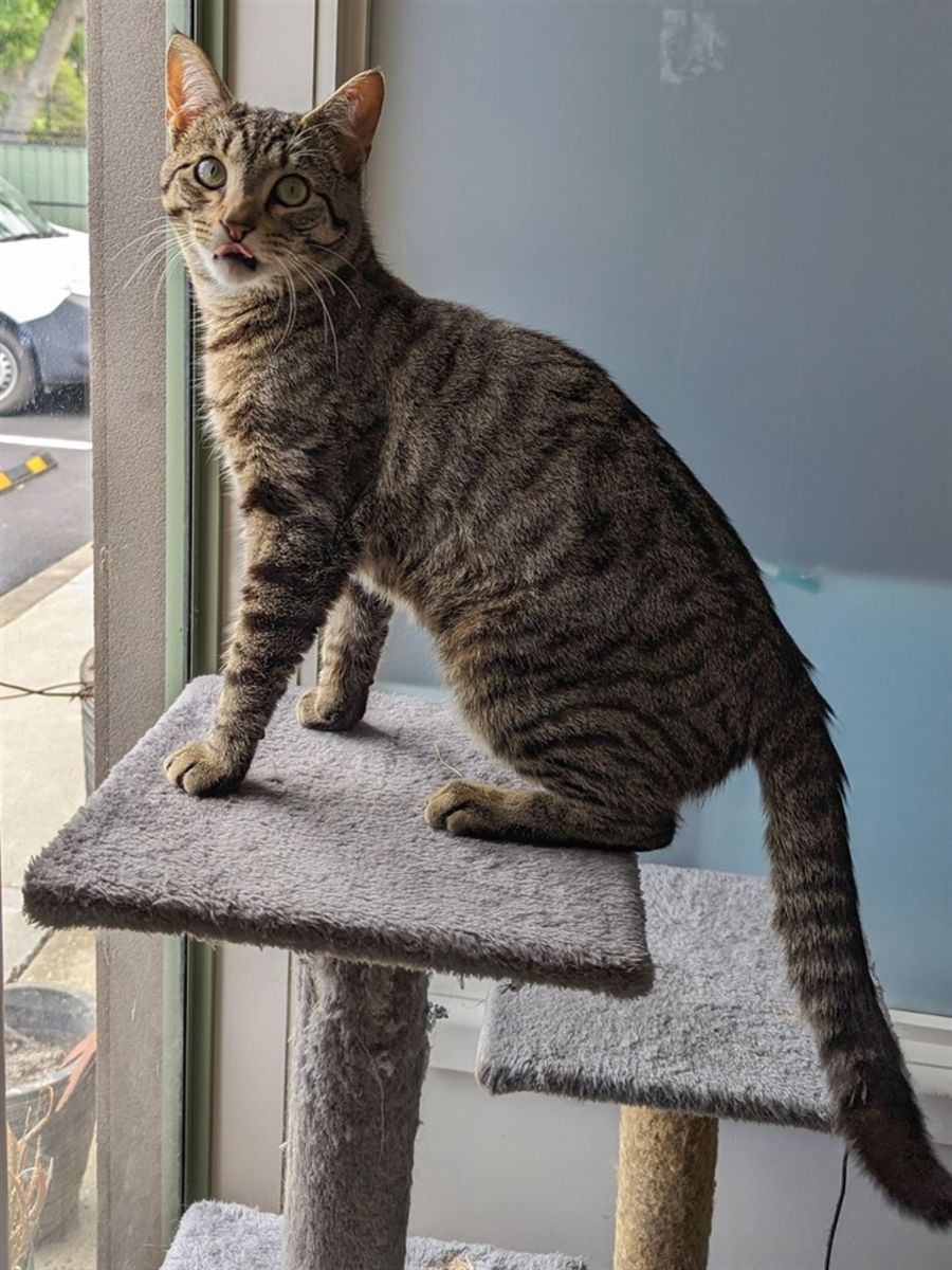 Pumba - Male Domestic Short Hair Cat in VIC - PetRescue