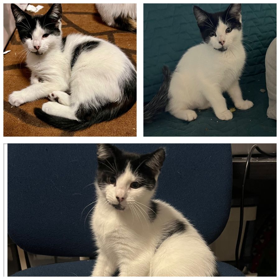 Tiny Tails Rescue - PetRescue