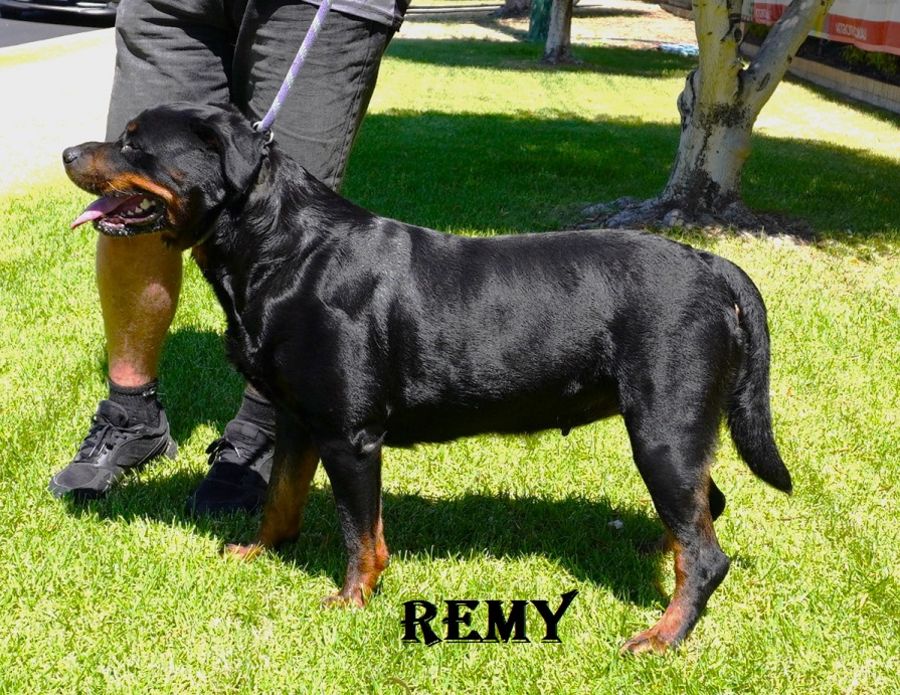 Remy - Medium Female Rottweiler Dog in WA - PetRescue