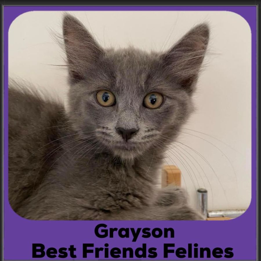 Grayson - Male Domestic Medium Hair Cat in QLD - PetRescue